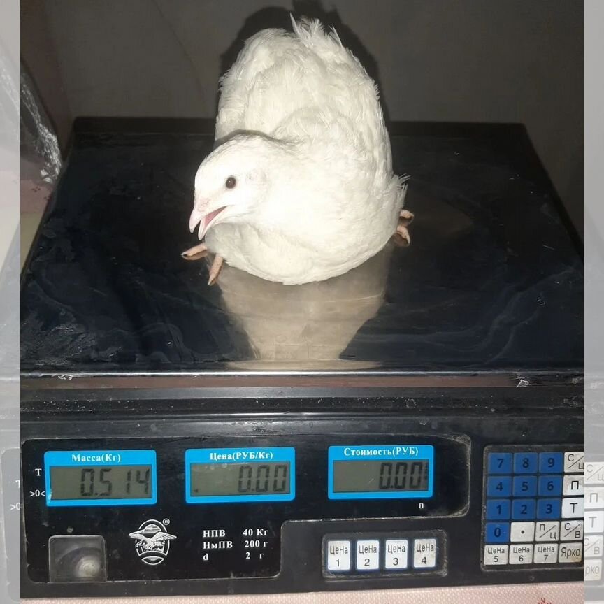 Инкубационное яйцо перепелов белый гигант