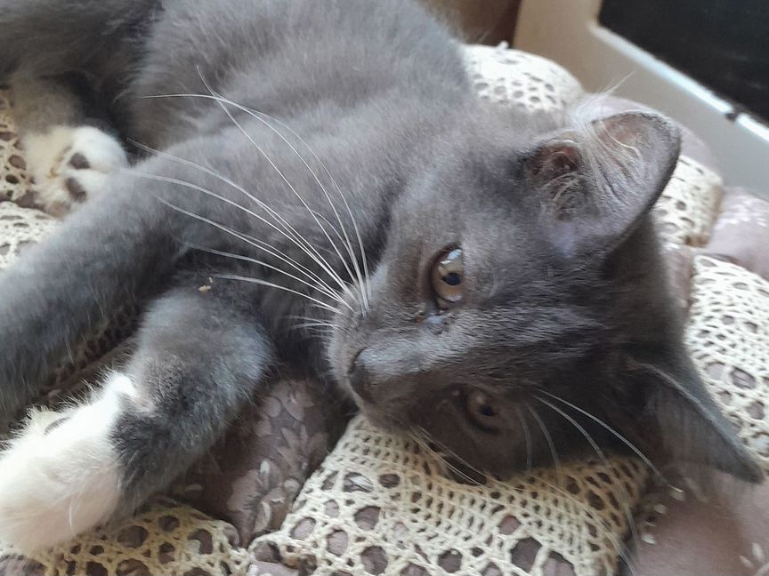 Котята в добрые руки