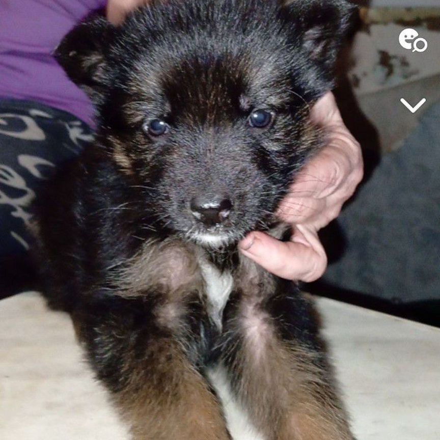 Немецкая овчарка