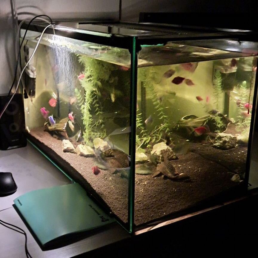Аквариум 80 литров вместе с рыбками