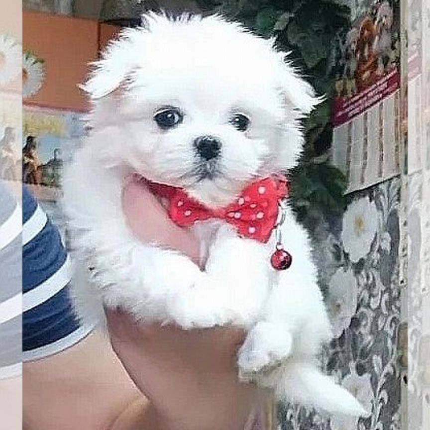 Мальтийская болонка, щенок