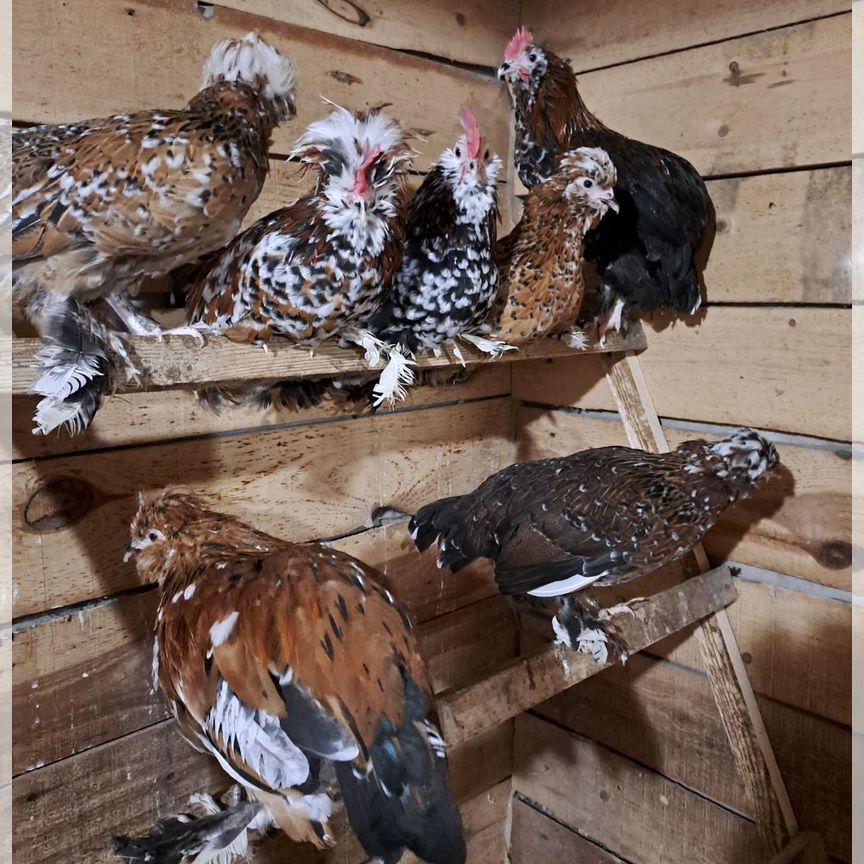 Алтайская бентамка