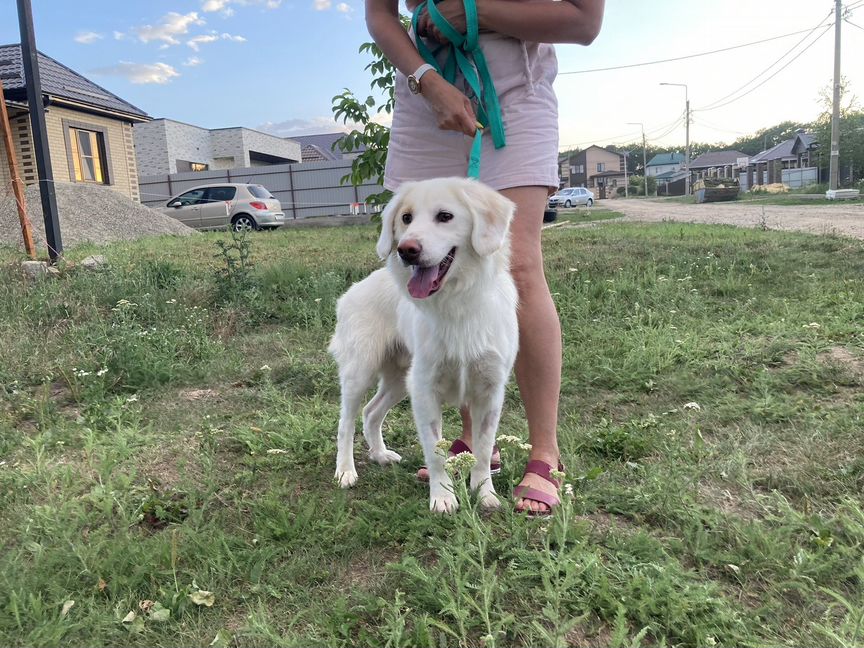 Невероятно красивый пес в поисках дома