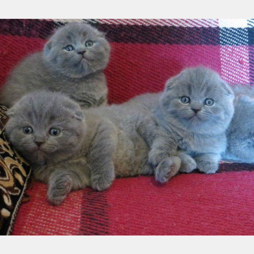 Вислоухие котята