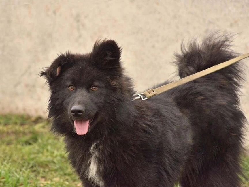 Похож на метиса самоеда. Очень классный