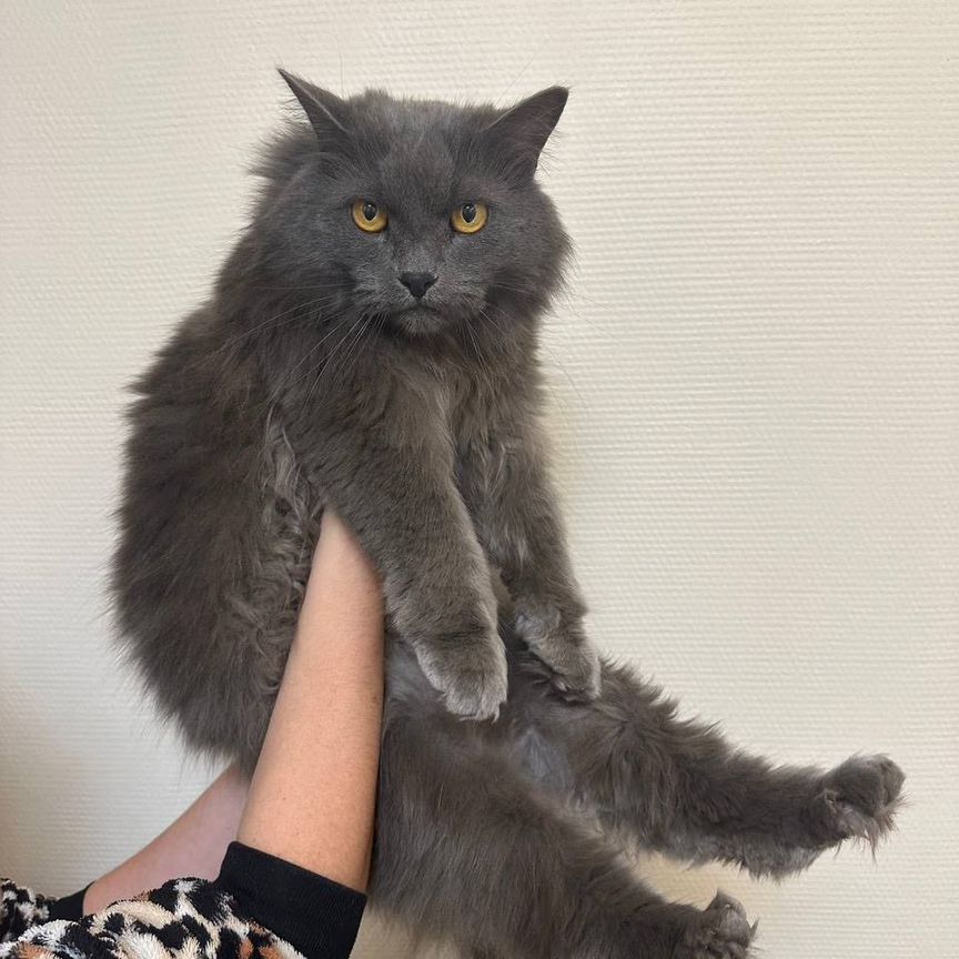Найден кот