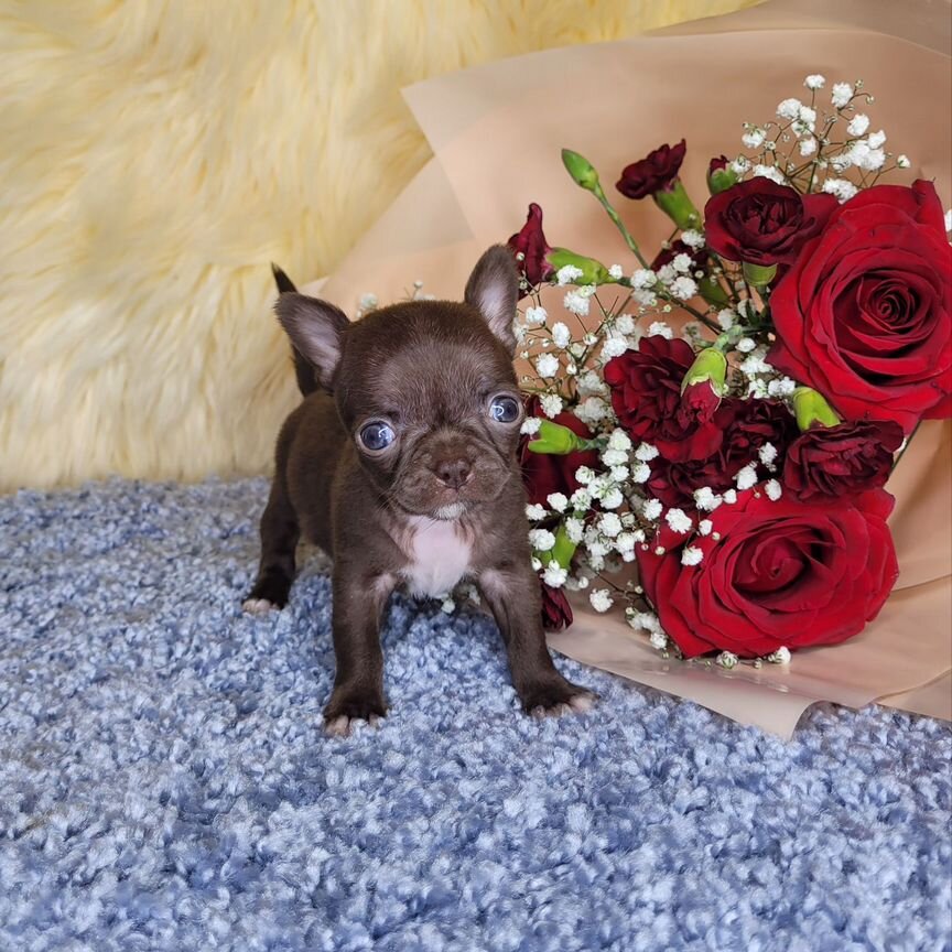 Чихуахуа мальчик 1,5мес