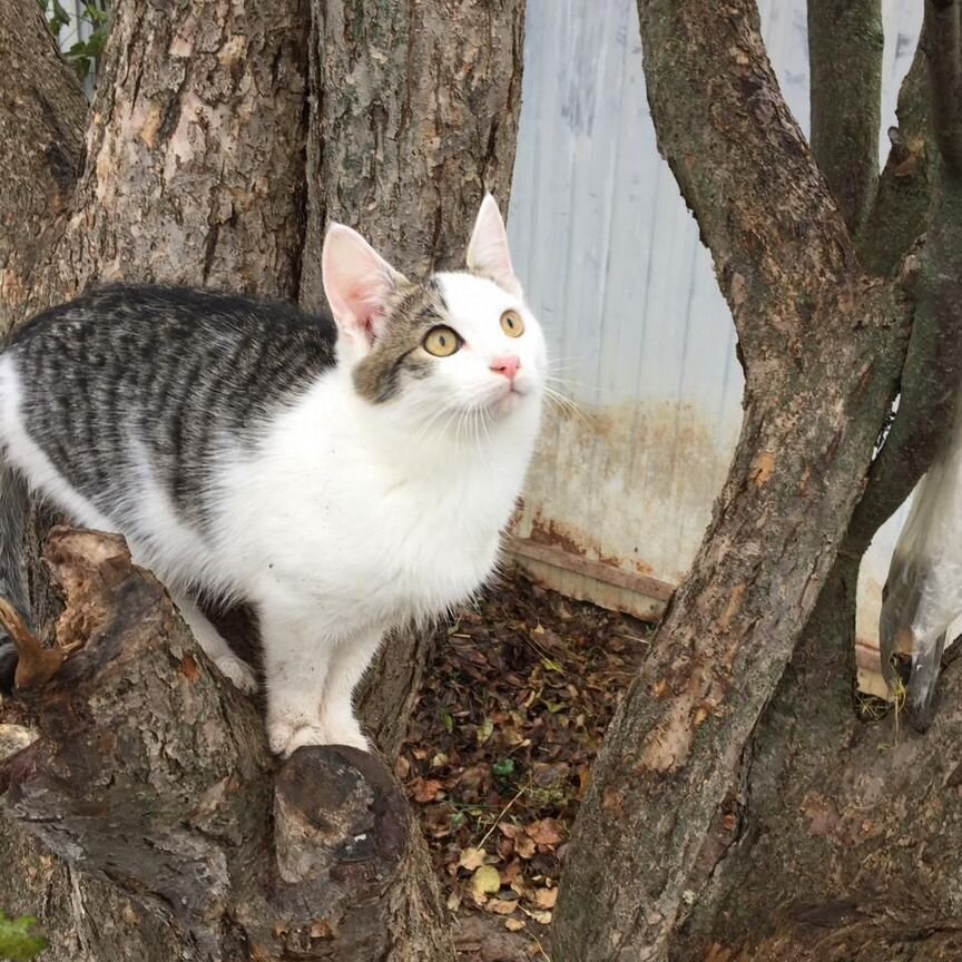 Котик в хорошие ручки