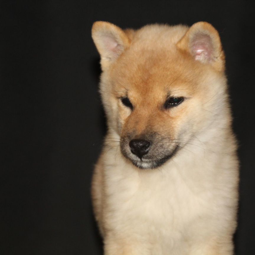 Сиба ину щенок девочка