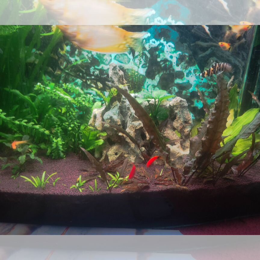 Аквариумные растения