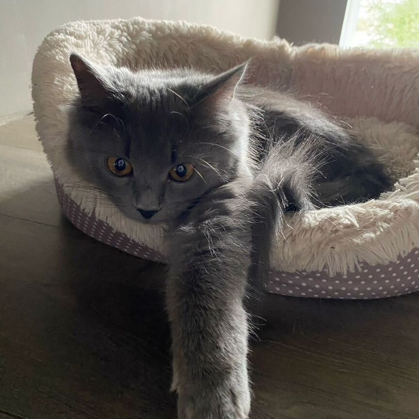 В добрые руки