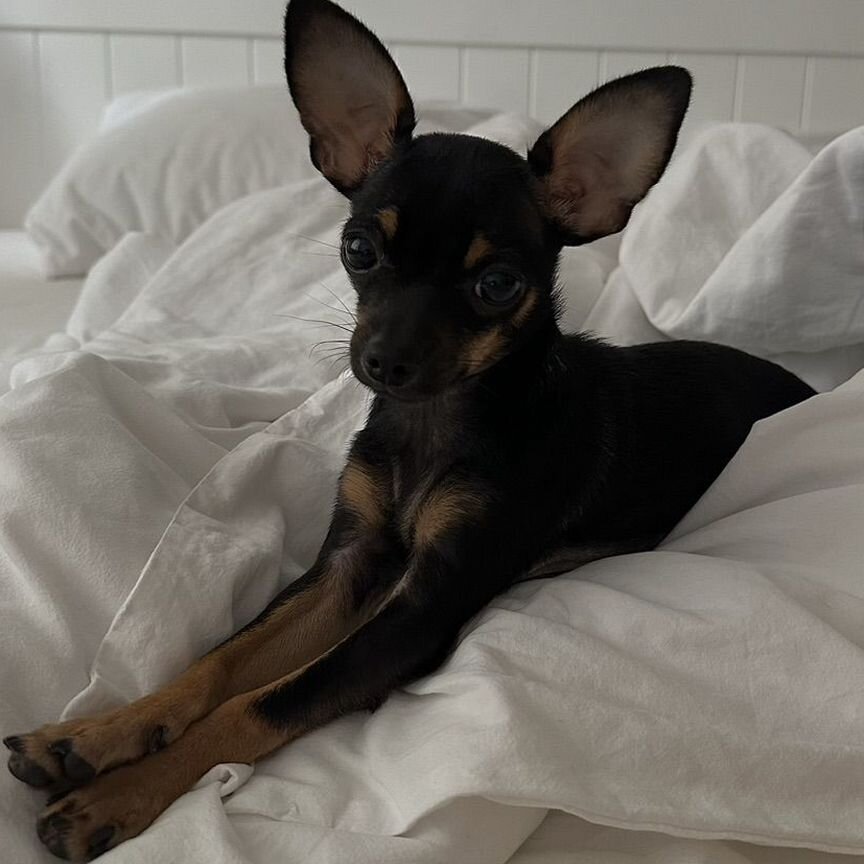 Русский той-терьер, взрослая собака