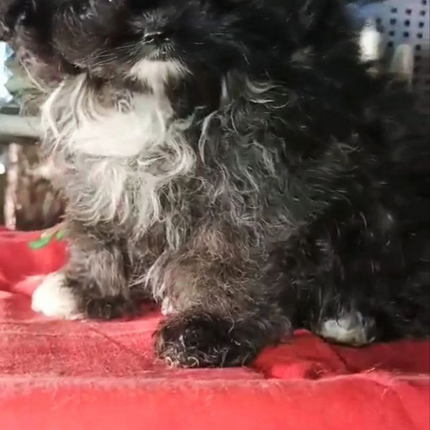 Кудряшка Сюзи Мальтипу