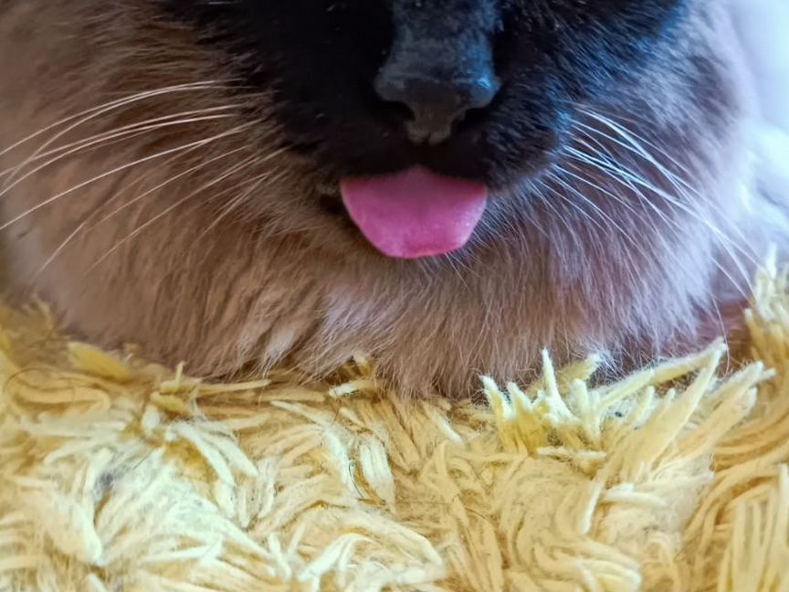 Котик хороший добрый