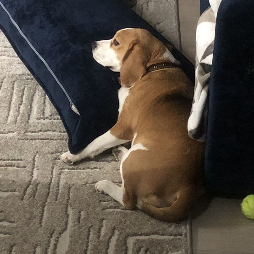 Собака бигль