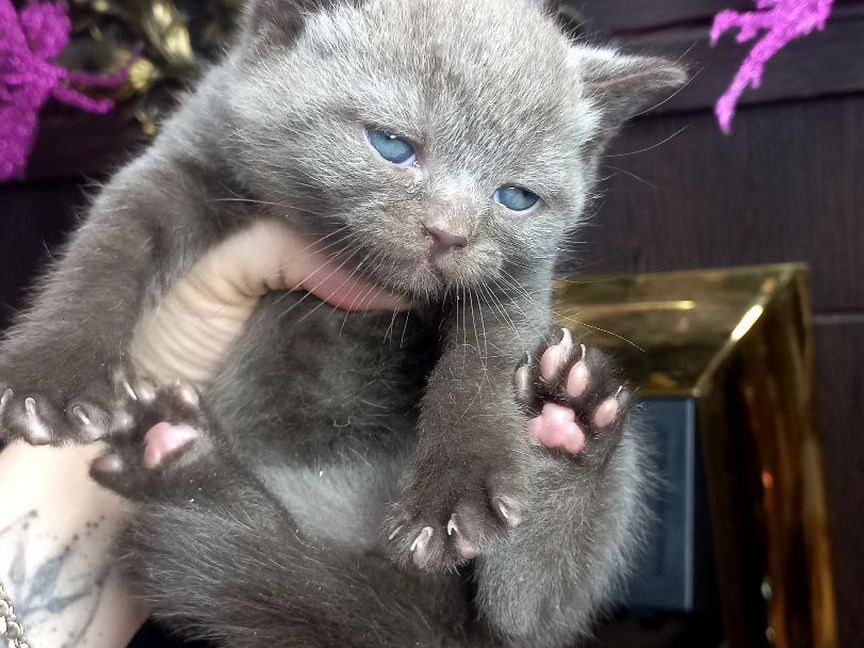 Шотландские котята