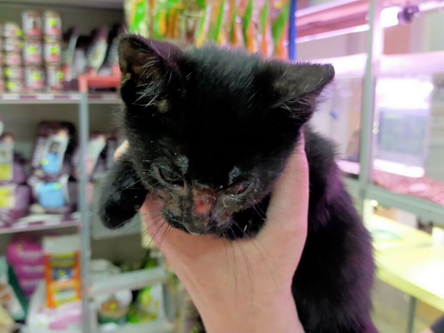 Котёнок черный в добрые руки