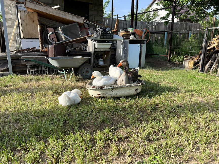 Гуси Датский Легард