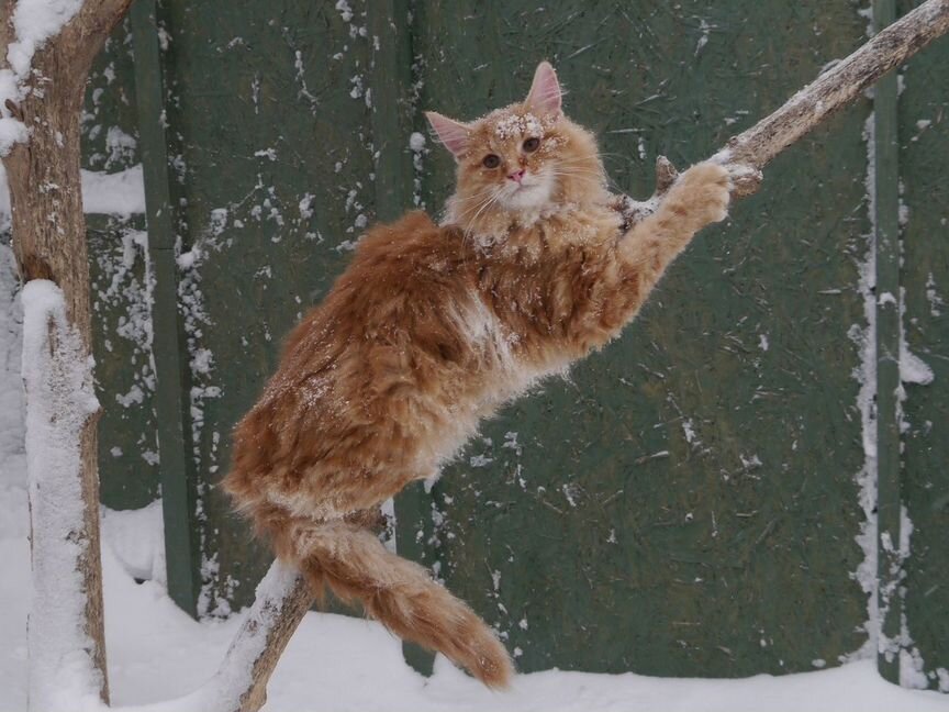 Норвежский лесной котик Орфей