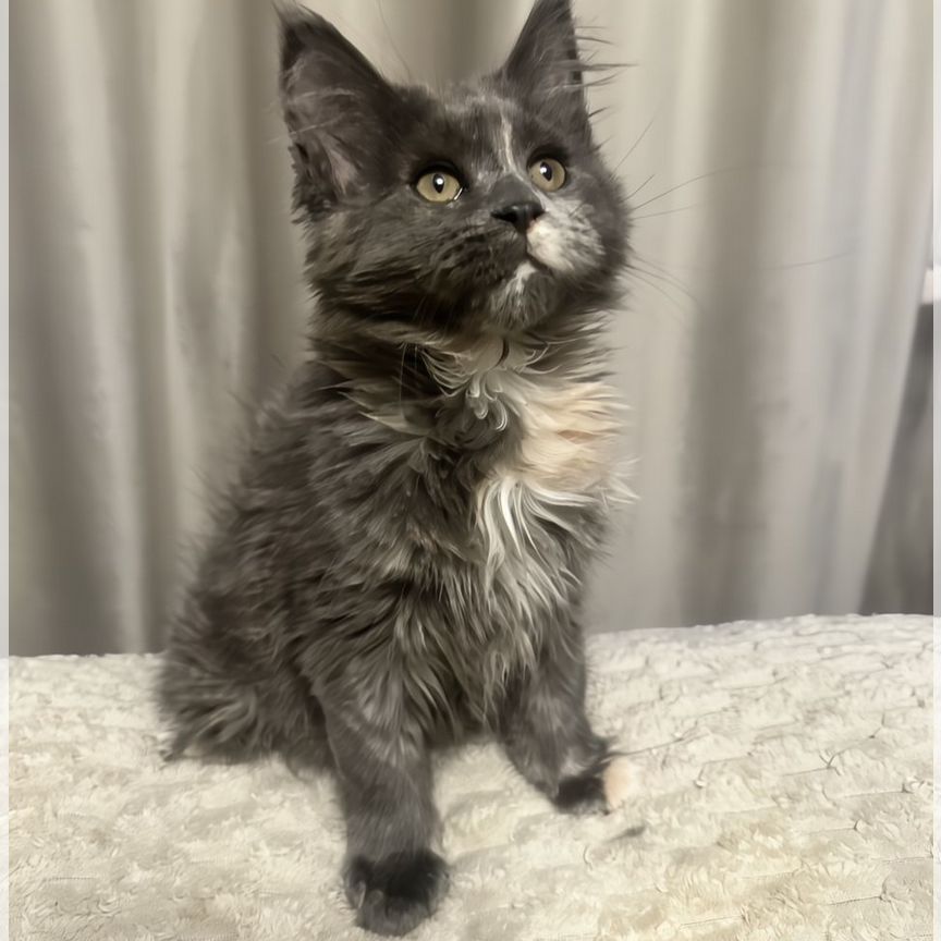 Мейн-кун котёнок