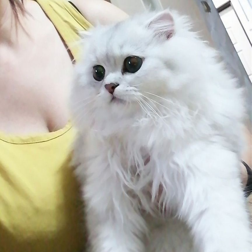 Шоколадная кошечка