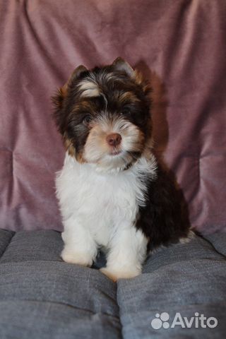 Бивер, биро, цветной йорк, шоколадный йорк