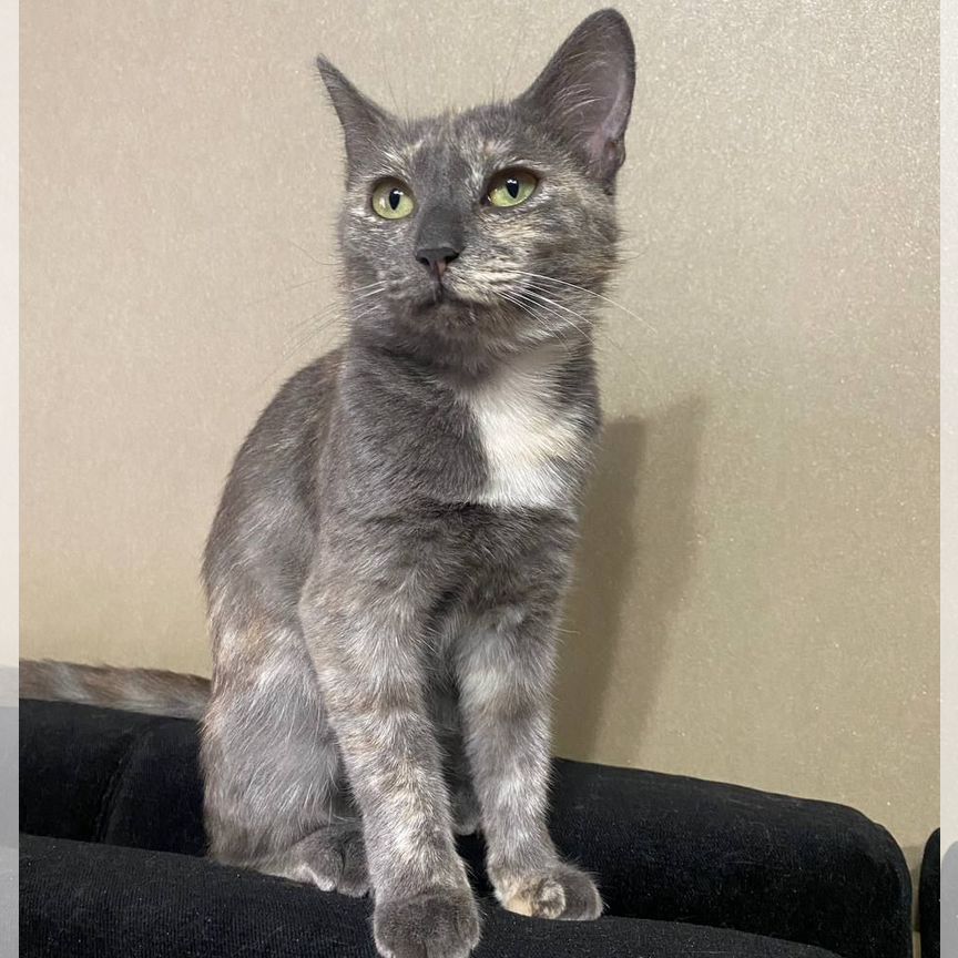 Котенок привитое пёстрое чудо