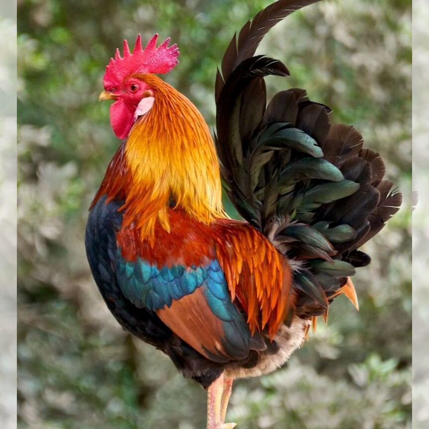 Домашние молодые петухи