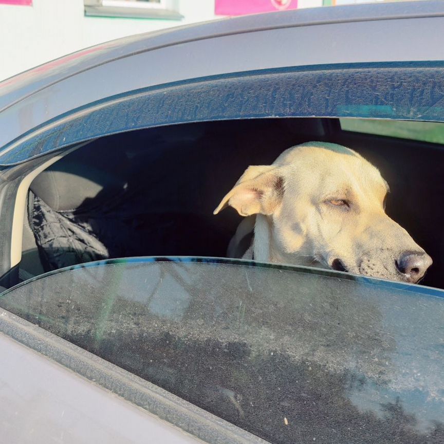 Взрослая собака в добрые руки