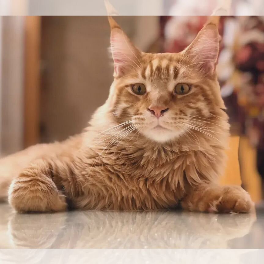 Мейн-кун, взрослый кот