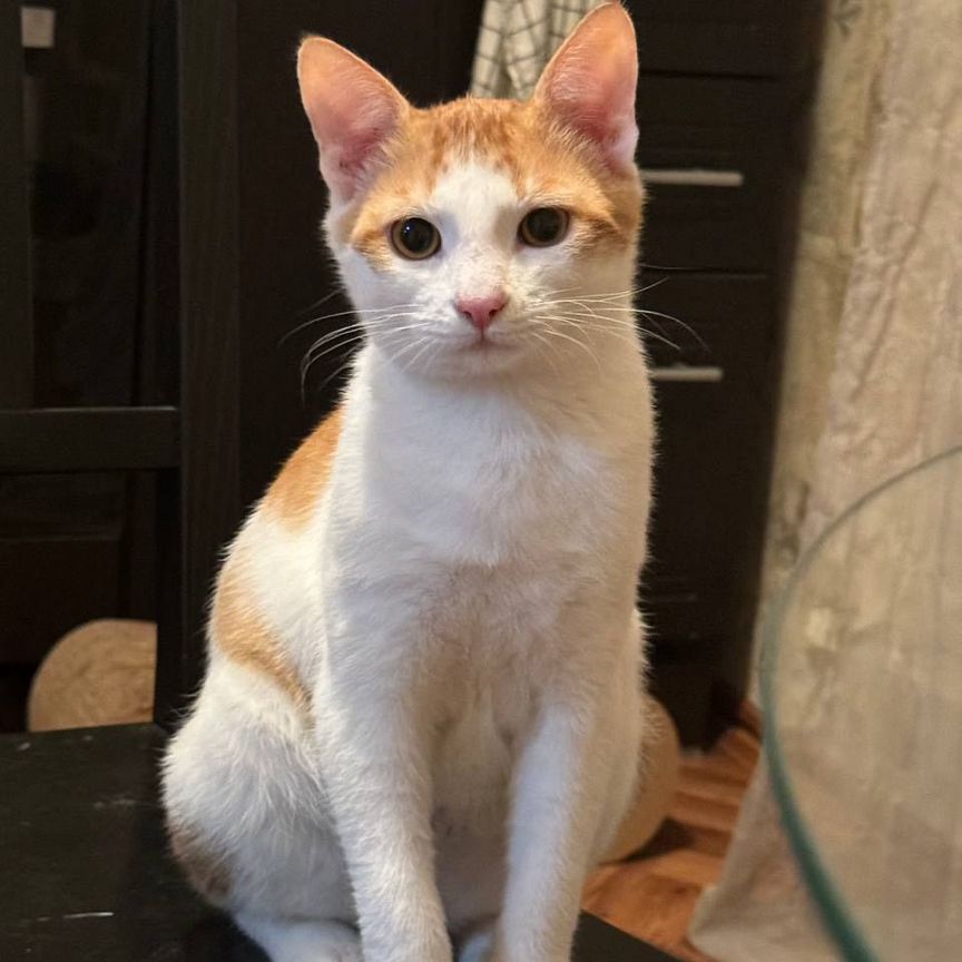Котенок мальчик ищет дом