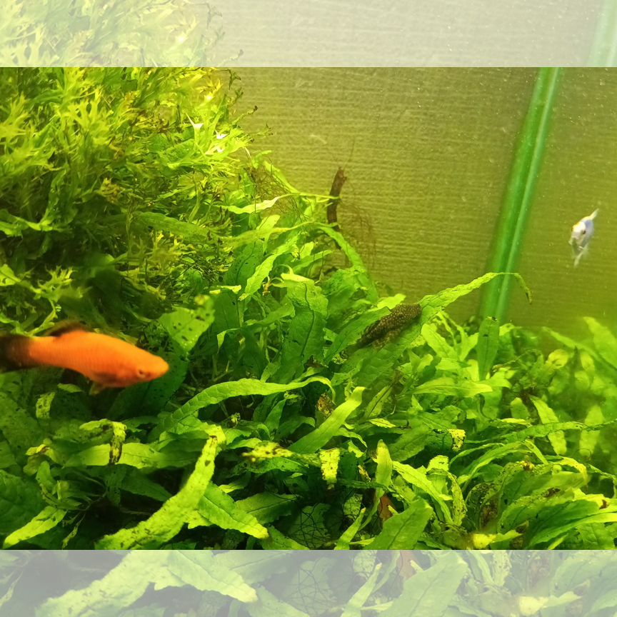 Аквариумные растения прополка