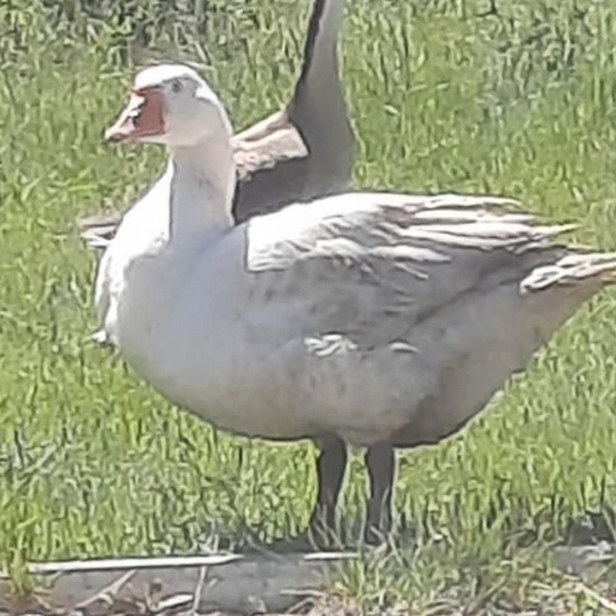 Гусь и фазан