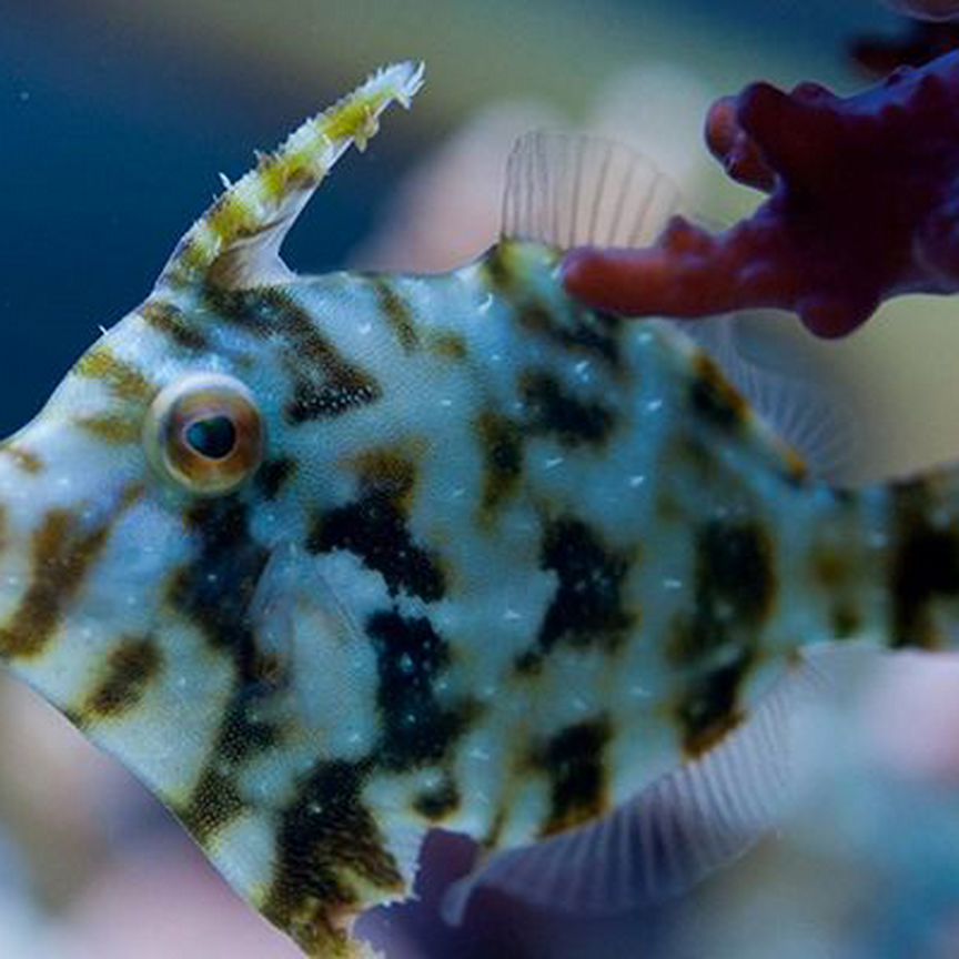 Единорог-акреиxт щетиноxвостый (Acreichthys toment