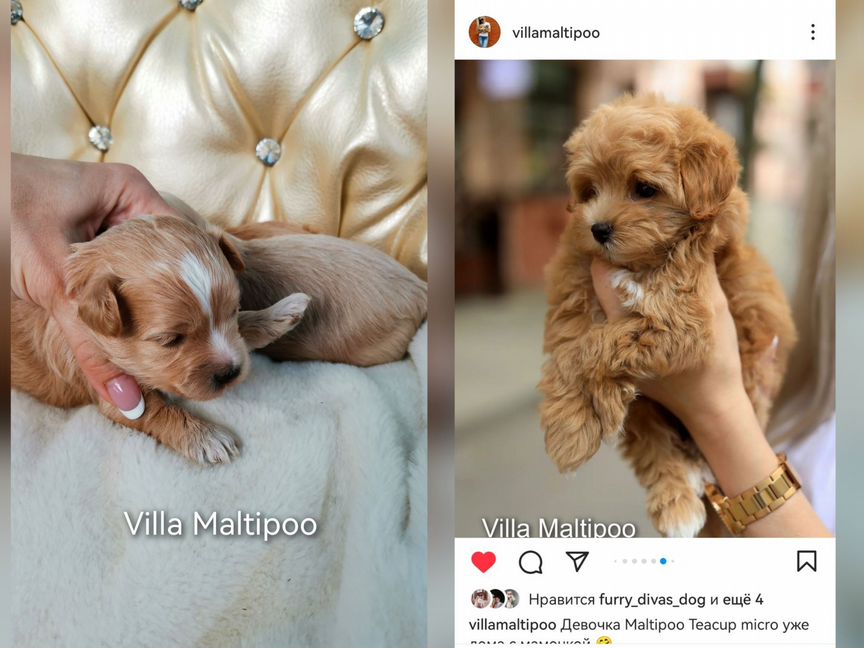 Малыши Мальтипу f1 mini