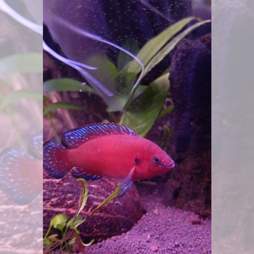 Хемихромис эксул, хромис экзул