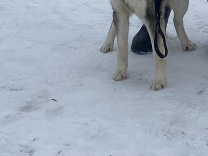 Западно сибирская лайка