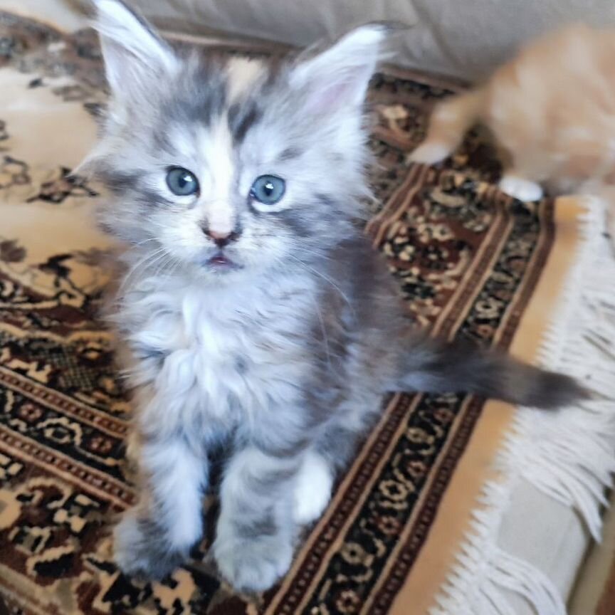 Кошечка породы мейн-кун
