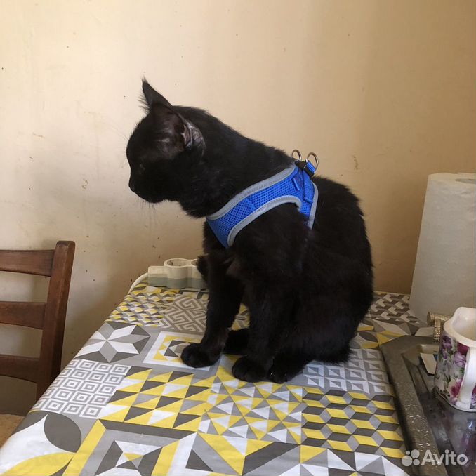 Кот Барс 11 лет
