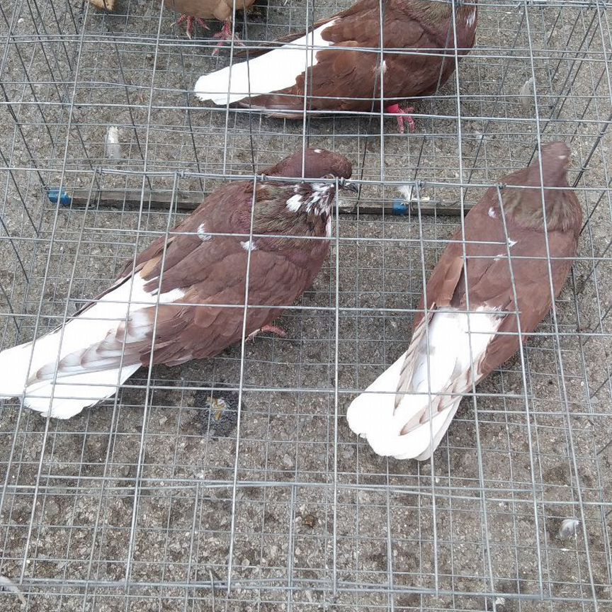 Голуби кировоградские