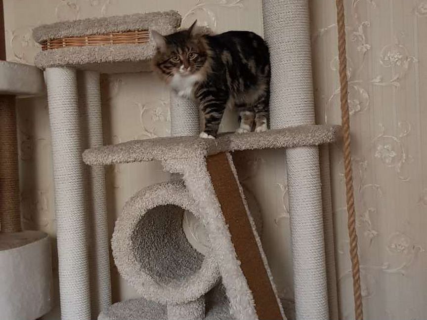 Домик для кошки с когтеточкой бу