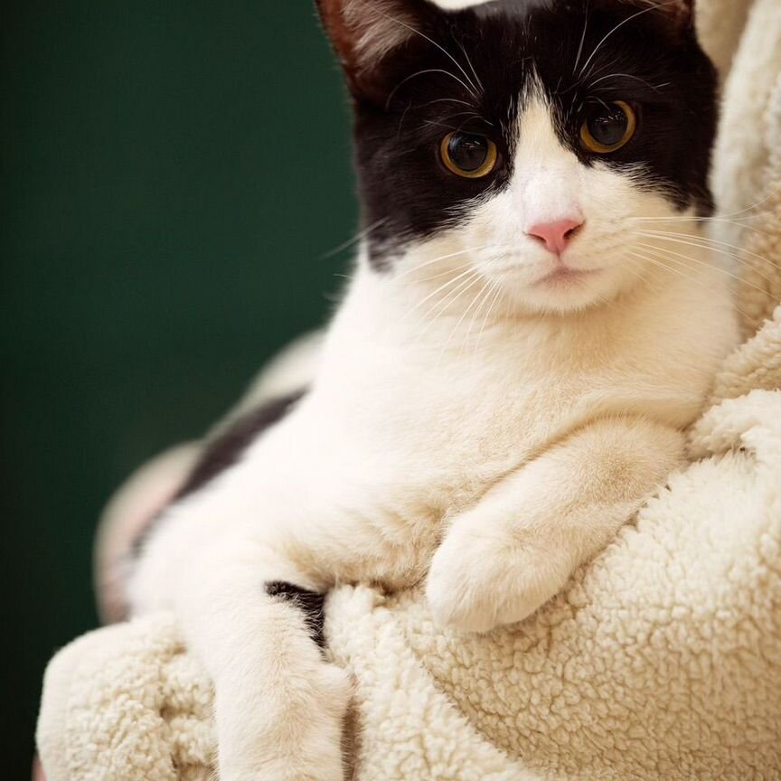 Котик в дрбрые руки