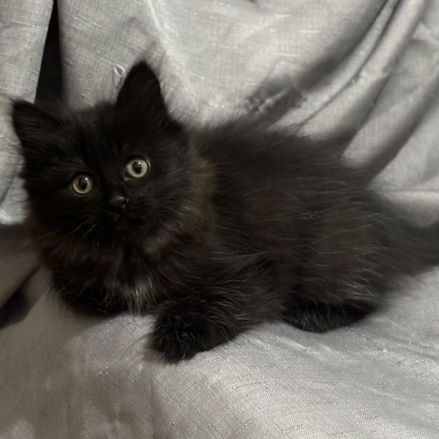 Котик в добрые руки