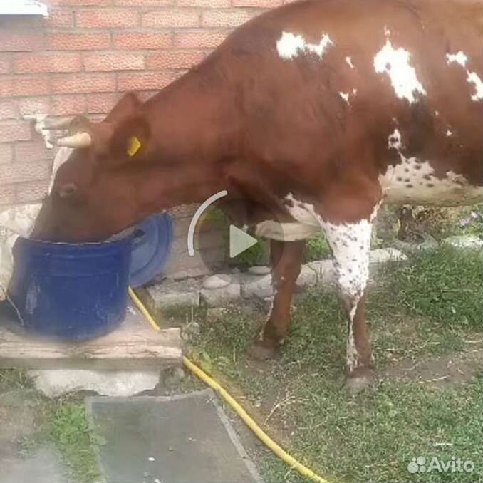 Тёлочка от высокоудойной коровы