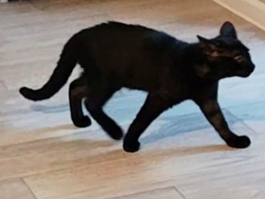 Котенок - черная пантера