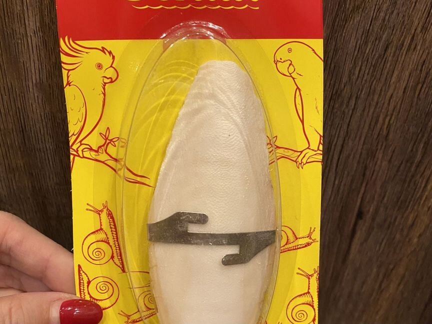 Сепия панцирь каракатицы