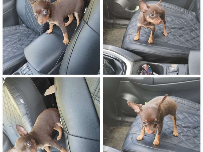 Чихуахуа, тойтерьеры карликовые пинчеры Доставка