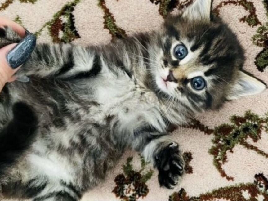 Котенок в добрые руки