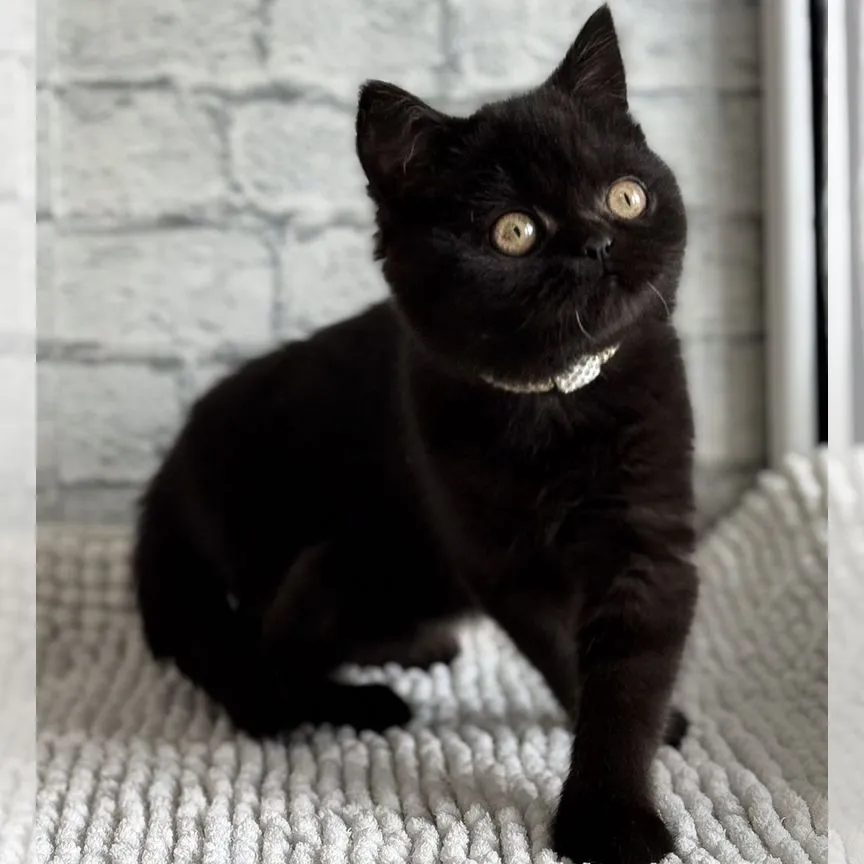 Шотладская кошечка