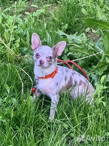 Мраморный красавчик, с сердечком на носике,6мес